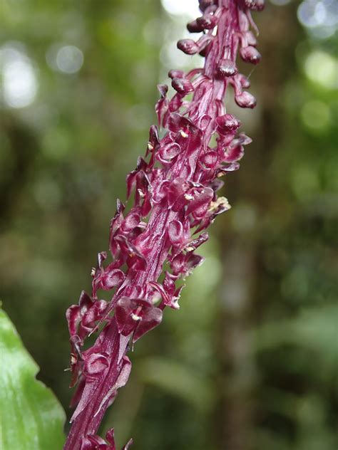 Crepidium Orchidaceae