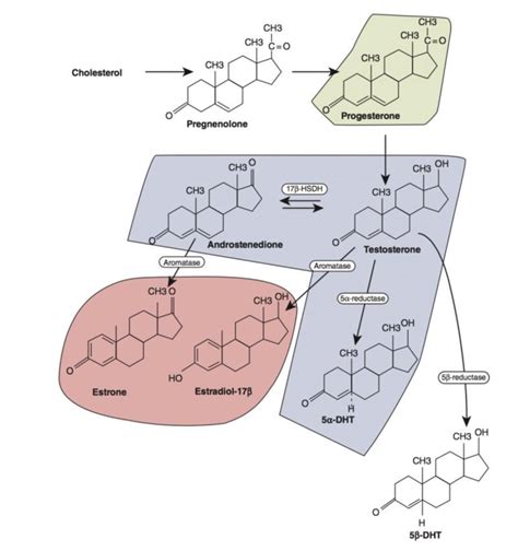 Simplified Metabolic Pathway Illustrating The Synthesis And Metabolism