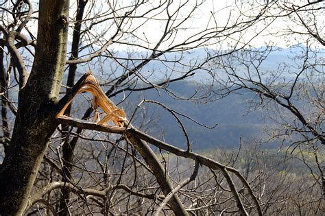 Assessing The Risk Of Trees Falling Tree Topics