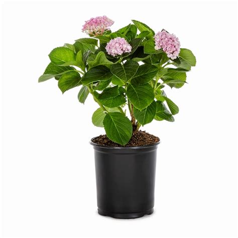 Monrovia Mini Penny Hydrangea Shrub In 3 Gallon In The Shrubs Department At
