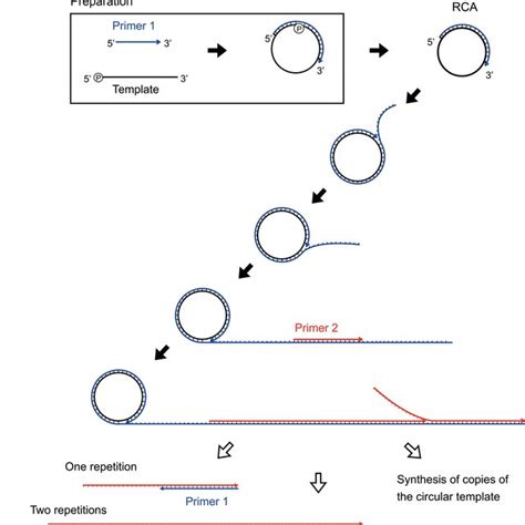 Pdf Controlled Microwave Heating Accelerates Rolling Circle Amplification