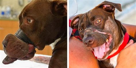 This Pup Made A Miraculous Recovery After Having Her Muzzle Taped Shut