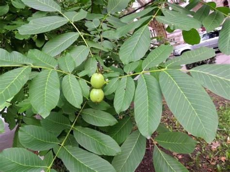 17 Most Common Walnut Tree Types With Pictures To Identify BootstrapBee Com Actionable