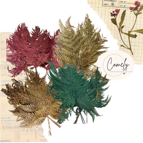 Jual Bunga Pakis Kering Bunga Kering Cantik Bunga Hiasan Aesthetic