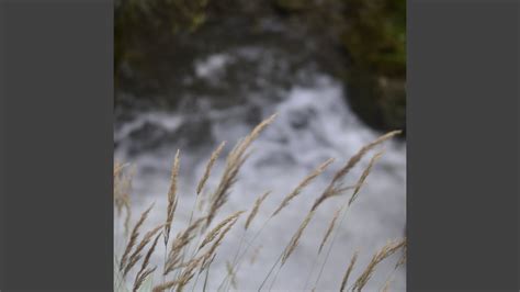 გარემოს დასვენება Youtube