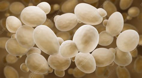 Saccharomyces Cerevisiae Yeast Illustration Stock Image F037 7149