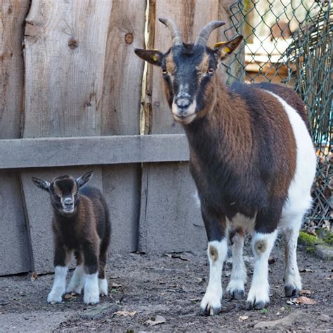 How Much Are Nigerian Dwarf Goats Goat Cost Guide The Homesteading Way