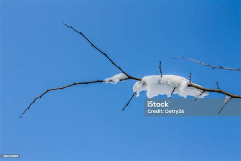 나무의 잔 가지는 흰 서 리와 눈에 겨울 숲의 배경에 눈 덮여 0명에 대한 스톡 사진 및 기타 이미지 0명 12월 겨울 Istock