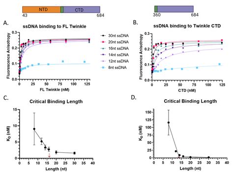 Length Dependent Binding Of Single Stranded Dnas To Fl Twinkle And Ctd