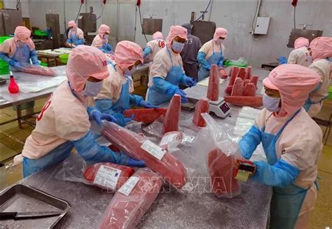 越南水产品出口实现令人印象深刻的复苏 Vietnam Vietnamplus