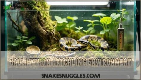 Ball Python Hatchling Care Tips For Health Feeding And Environment