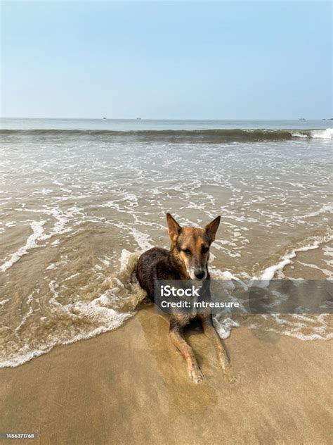젖은 모래 위에 누워 있는 인도 야생 길 잃은 이미지 썰물 때 바다의 물가 바다 파도가 썰물과 흐르는 잡종 개 해변 조수 전경에 초점 0명에 대한 스톡 사진 및 기타 이미지