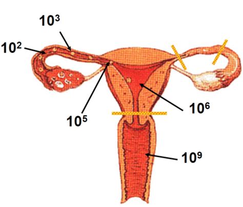 L33 Reproduction Fertilisation Pregnancy And Parturition Flashcards