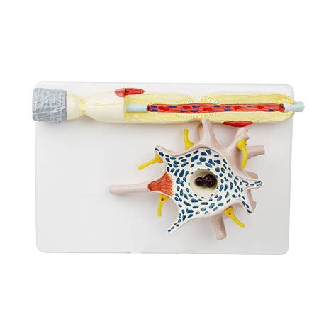 Enlarged Neuron Model With Myelinated Axon Detailed Soma Dendrites And Synapse Structure Myaskro