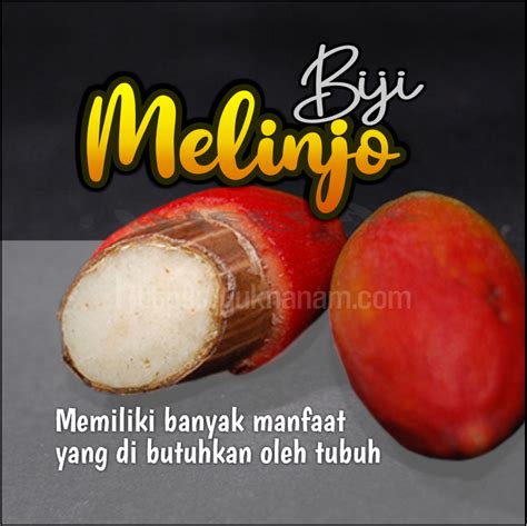 Cari Tahu Apa Saja Manfaat Biji Belinjo Untuk Kesehetan Tubuh Yuk Nanam