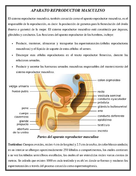 Aparato Reproductor Masculino Y Femenino Espermatogenesis Y