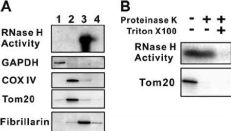 Subcellular Fractionation Of Mouse Liver Cells A The Contents Of Download Scientific Diagram