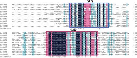 Amino Acid Sequence Alignment Of Grfs In S Spontaneum Multiple Download Scientific Diagram