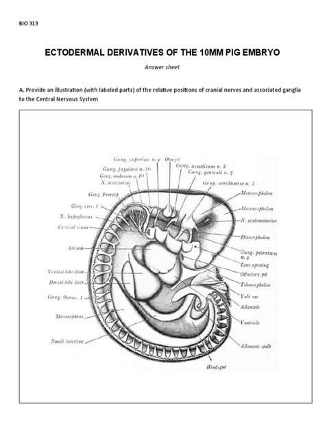 Ectodermal Derivatives Of Pig Embryo Download Free Pdf Central