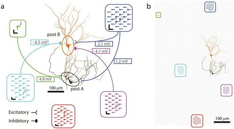 Connectivity Diagram For The Synaptic Inputs Mapped In Fig 4 A Download Scientific Diagram
