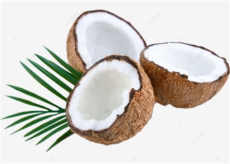코코넛 맛있는 현실적인 코프라 벡터 코코넛 식물 보태니컬 Png 일러스트 및 이미지 에 대한 무료 다운로드 Pngtree