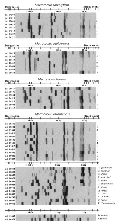 Staphylococcus Lentus Semantic Scholar