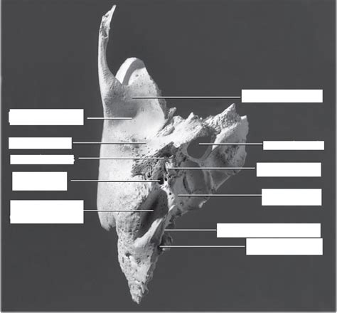 Temporal Bone Inferior Part 2 Diagram Quizlet