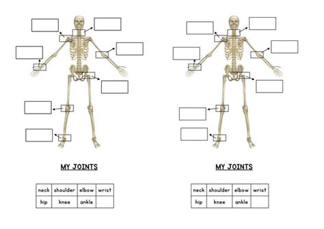 Joint Worksheet Joints Of Hand Anatomy Coloring Page Labeled Digital