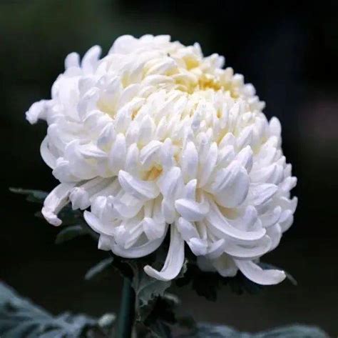 暗香盈袖 菊耀金秋 菊花 Pan Jin