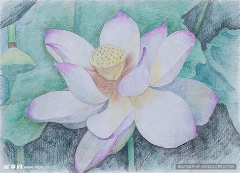 美丽荷花彩铅画摄影图 美术绘画 文化艺术 摄影图库 昵图网