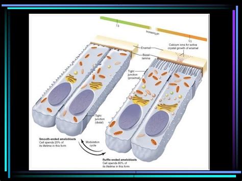 Amelogenesis Process Of Enamel Formation Inner Enamel Epithelium