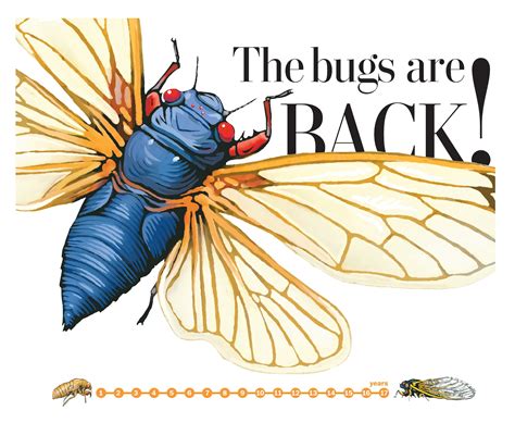 Whats The Buzz Its Brood Ii Cicadas A Sound And Sight To Experience This Summer The