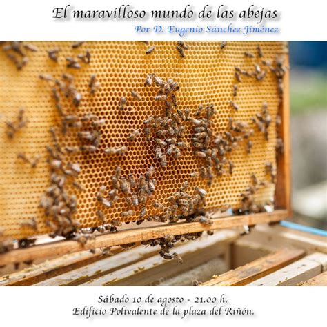El Maravilloso Mundo De Las Abejas Asociación Amigos De La Adrada