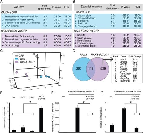 Pax3 Foxo1 Transgenic Zebrafish Models Identify Hes3 As A Mediator Of