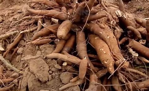 The Cassava Root Description Parts And Anatomy