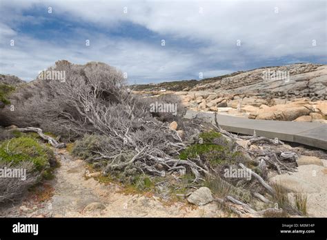 Wind Blown Trees Still Growing Sprawl Over The Ground Near The Gap Natural Bridge Albany