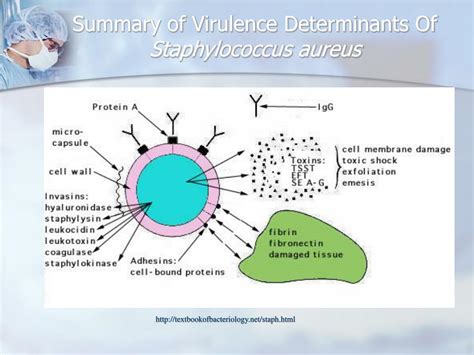 Ppt Methicillin Resistant Staphylococcus Aureus Powerpoint