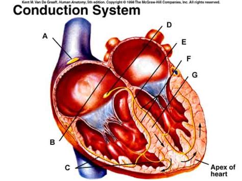 CONDUCTION SYSTEM DIAGRAM Diagram Quizlet