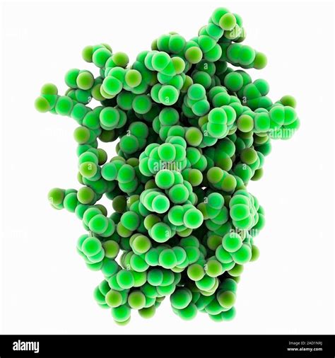 Leptin Molecular Model Of The Hormone Leptin This Hormone Is Produced