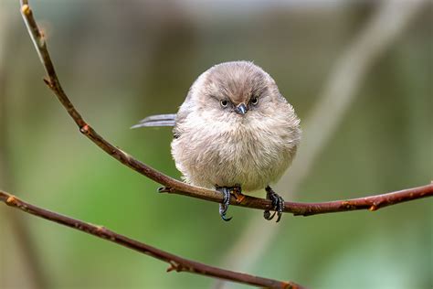 Little Tiny Birds Bush Tits While Chasing Some Song Sparrows I