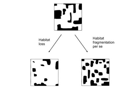 10 Habitat Loss And Fragmentation Causes And Consequences Flashcards