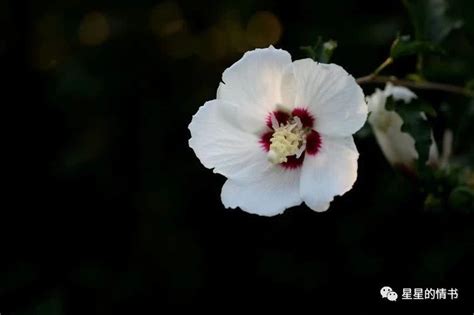 未来三个月财神和福神一起降临，时来运转，财运火爆的四属相藤井树花猫诗新浪博客
