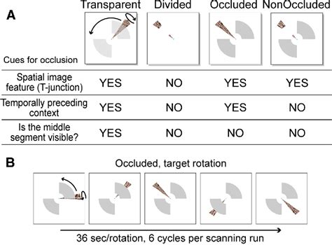 Figure 1 From Topographic Representation Of An Occluded Object And The