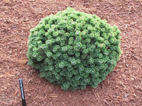 Сосна горная Шердвуд Компакт Sherwood Compact купить в Санкт Петербурге по цене от 1 970р