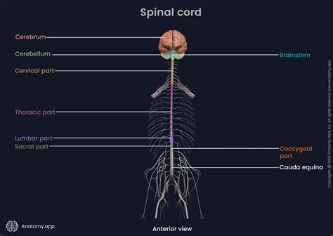 Spinal Cord Anatomy App