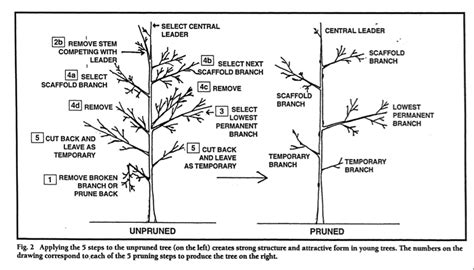 Pruning