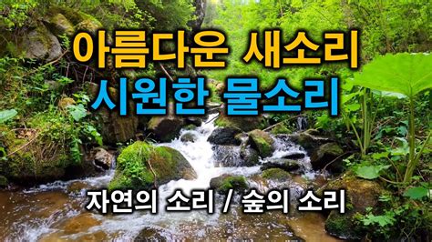 아름다운 새소리 시원한 물소리 자연의 소리 숲의 소리 Youtube