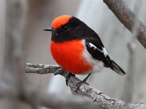 Red Capped Robin Ebird