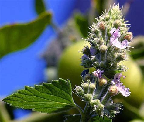 Catnip Farmer S Market Online