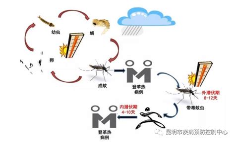 昆明市疾病预防控制中心温馨提醒：中老铁路开通，谨防登革热哦积水伊蚊我国